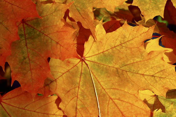 A comprehensive collection of KS3 Music Cover Lessons including free ...